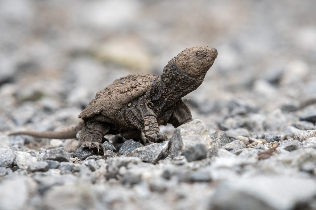 Common Snapping Turtle from Châteauguay, QC, Canada on October 14, 2023 ...