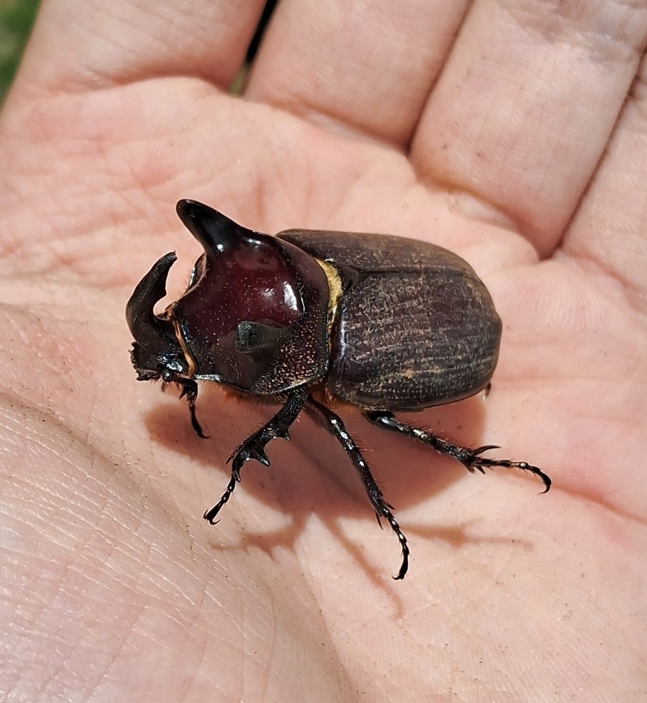 Coelosis bicornis from Jundiaí on February 8, 2024 at 01:07 PM by phk ...