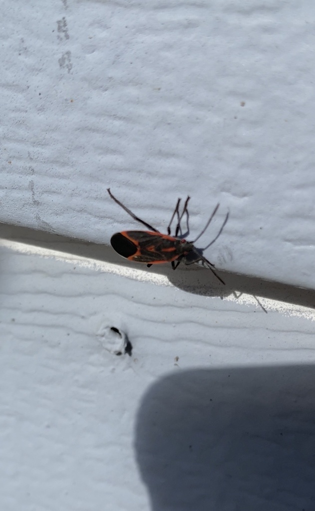 Eastern Boxelder Bug from E Mahan Ave, Hazel Park, MI, US on February 8 ...