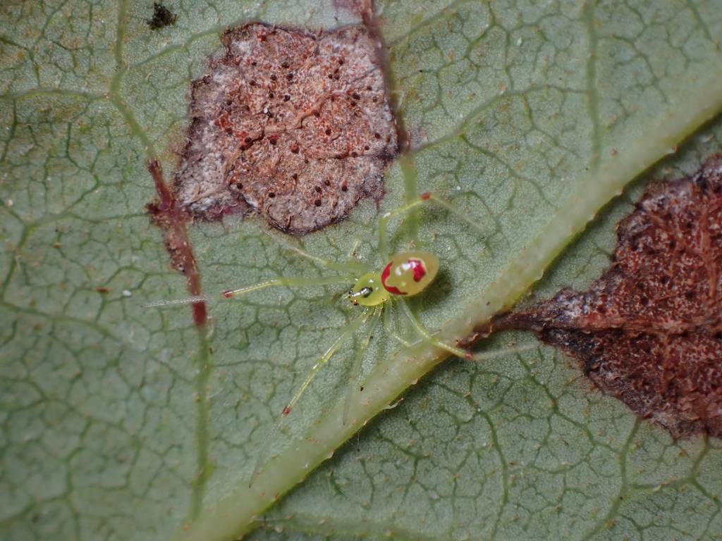 Hawaiian Happy Face Spider in February 2024 by Nathaniel Watkins ...