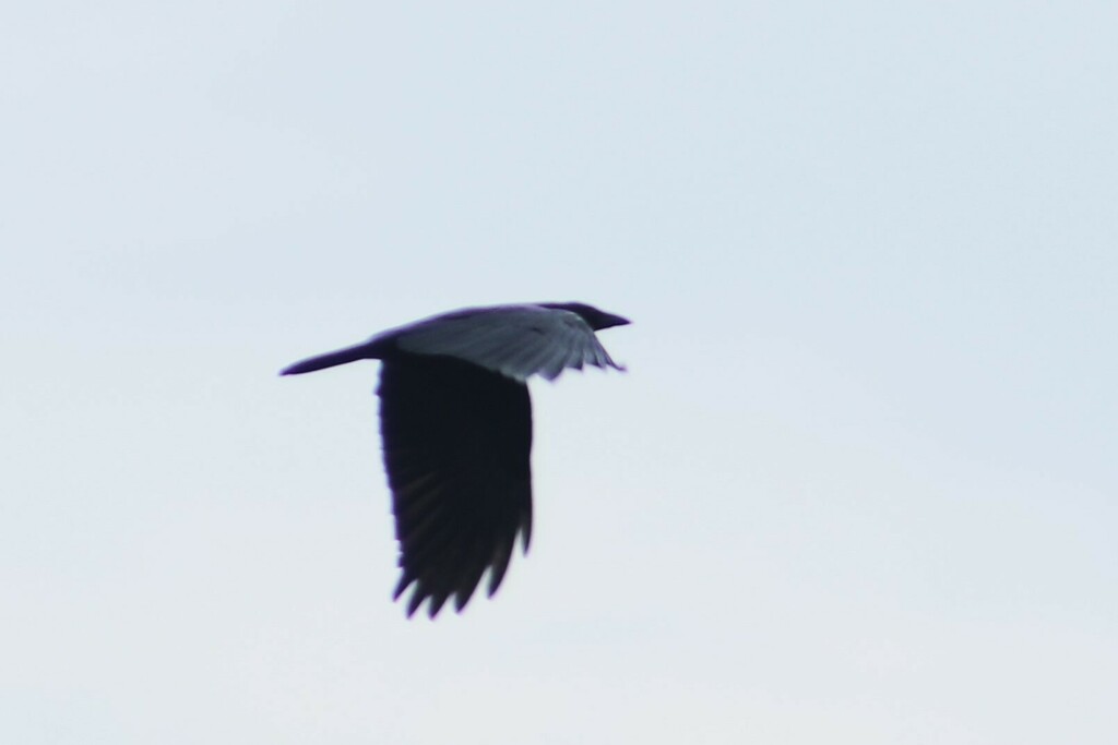 American Crow from Oil City, PA 16301, USA on February 8, 2024 at 02:56 ...
