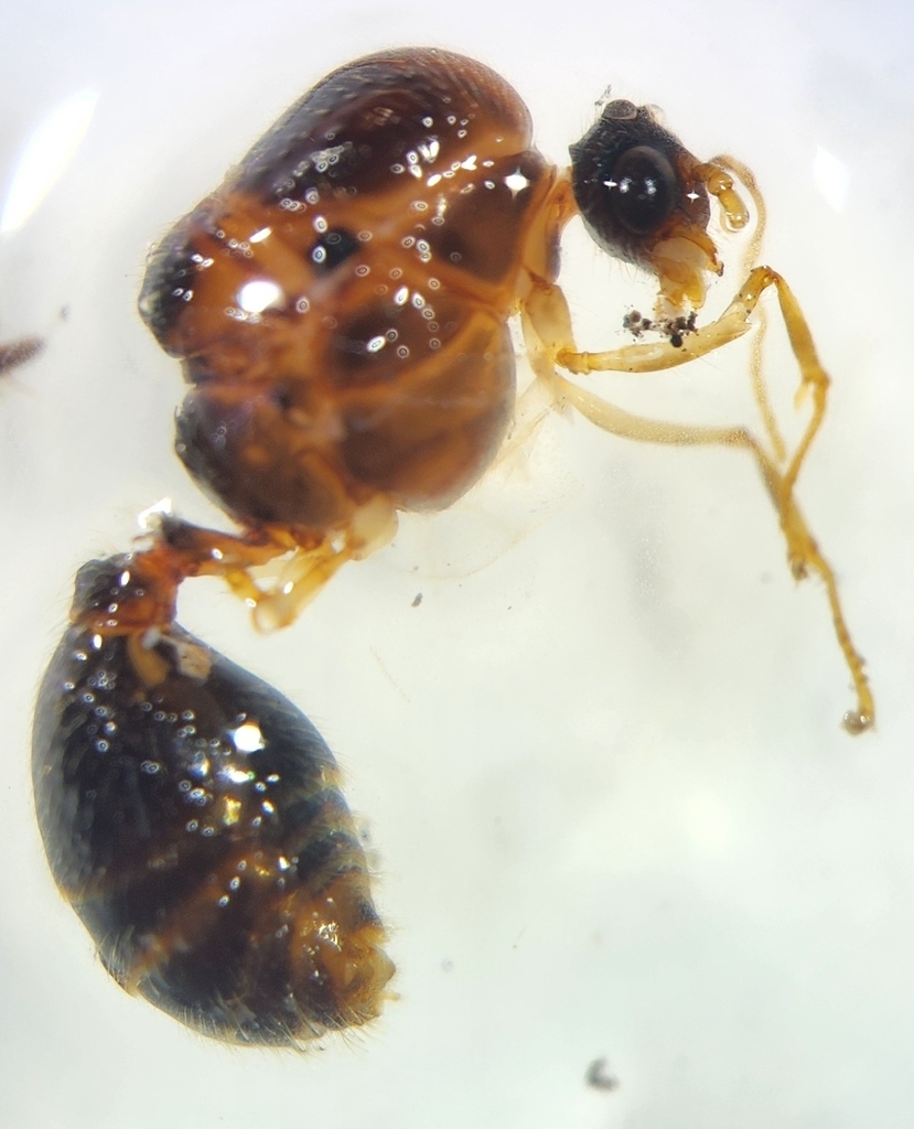 Solenopsis Fire Ants and Thief Ants from Naples, FL 34117, USA on ...