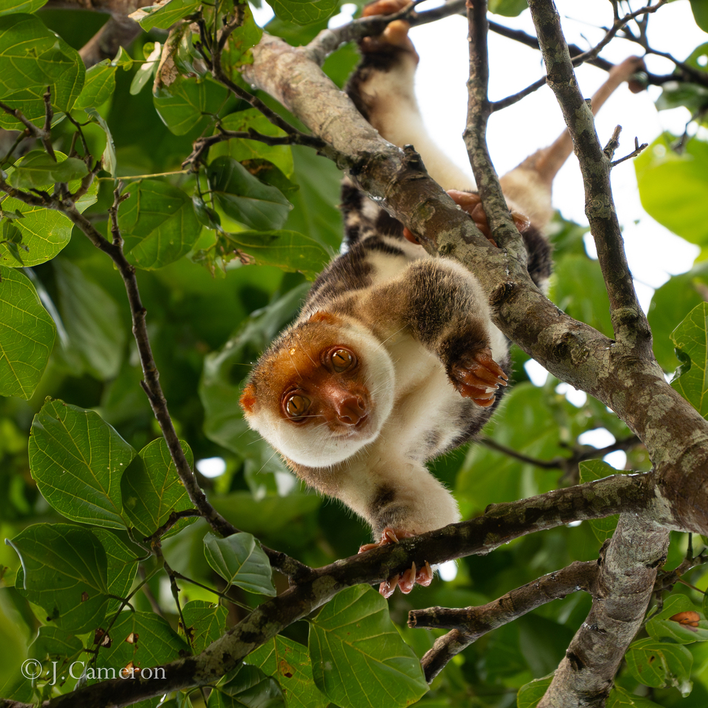 Waigeo Spotted Cuscus in January 2024 by Jarrod Cameron · iNaturalist