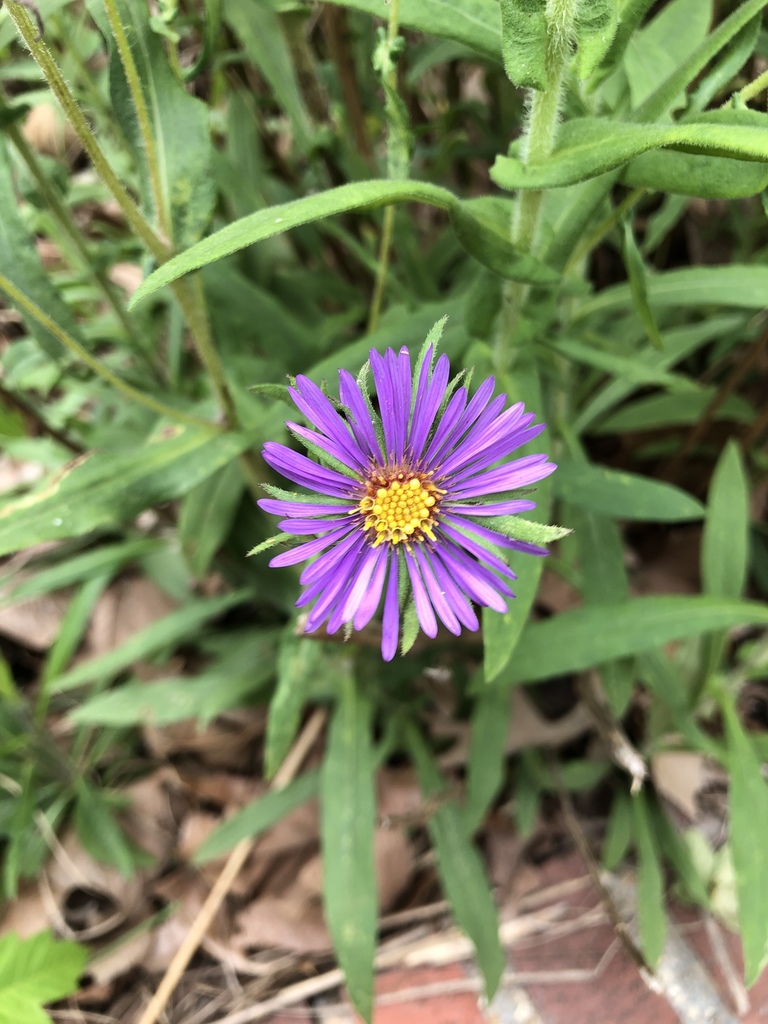 New England aster from University of Louisiana at Lafayette, Lafayette ...