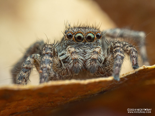 Photo 350399316, (c) Nicky Bay, all rights reserved, uploaded by Nicky ...