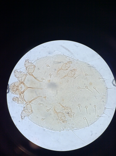Itch Mites (Family Sarcoptidae) · iNaturalist