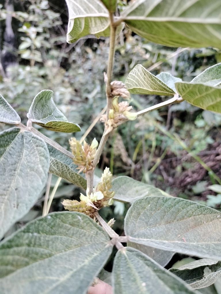 Flemingia macrophylla from Ehlanzeni District Municipality, South ...