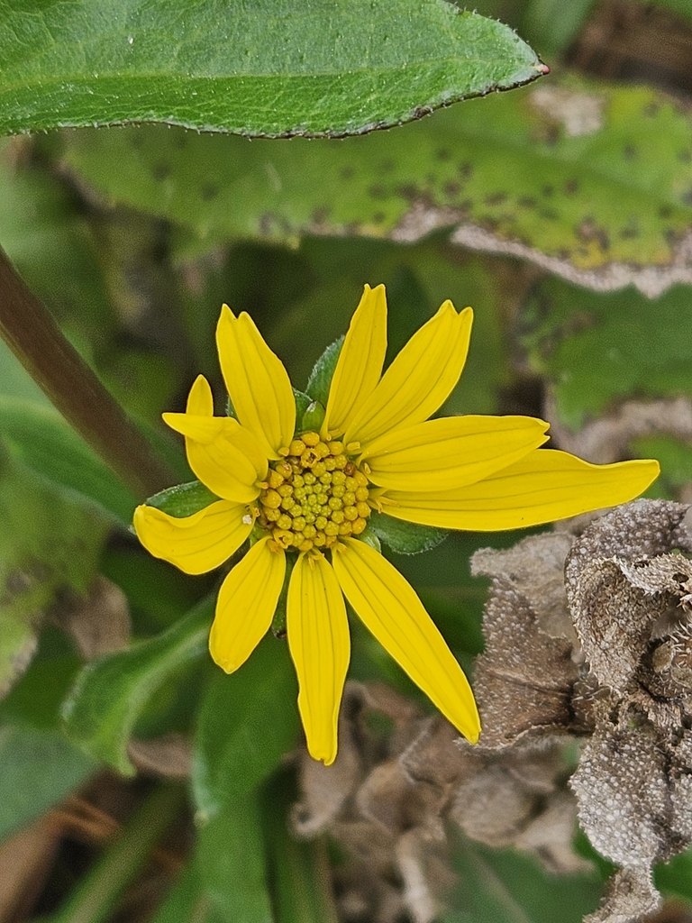 sunflowers and allies from Town Center, Jupiter, FL 33458, USA on ...