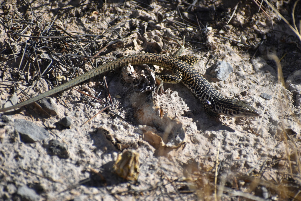 Common Checkered Whiptail in June 2023 by Marco Garcia · iNaturalist