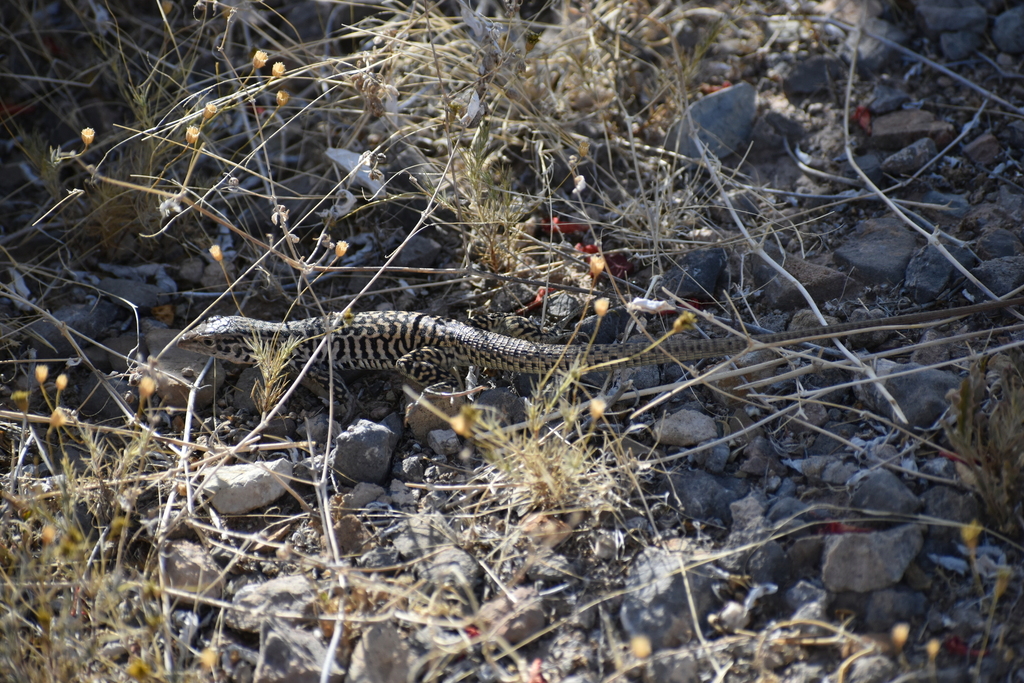 Common Checkered Whiptail in May 2023 by Marco Garcia · iNaturalist