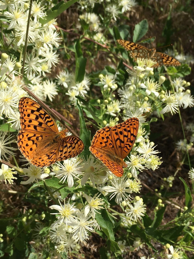 Coronis Fritillary from Cowiche, WA, US on June 17, 2023 at 09:12 AM by ...