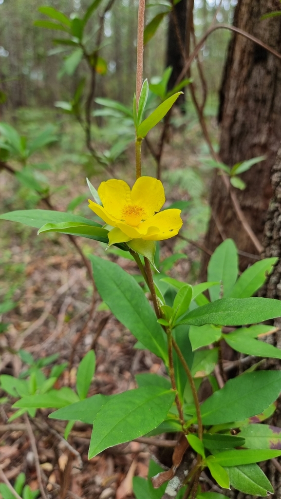 Climbing Guinea flower from Olsen Ave at Crestwood Plaza, Molendinar QLD 4214, Australia on ...