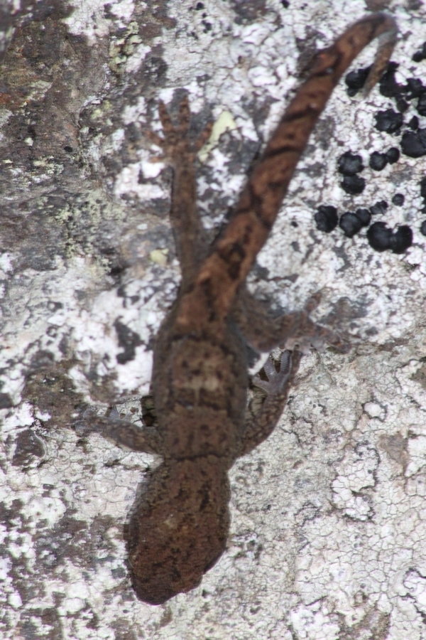 Waitaha Gecko in February 2024 by Rémi Bigonneau · iNaturalist