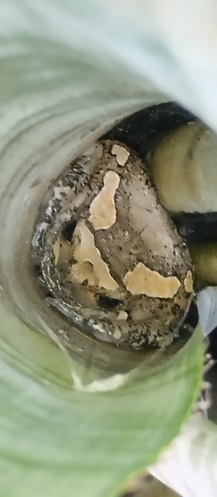 Asian Painted Frog from VJFH+GM4, Cabalaoangan, Pangasinan, Philippines ...