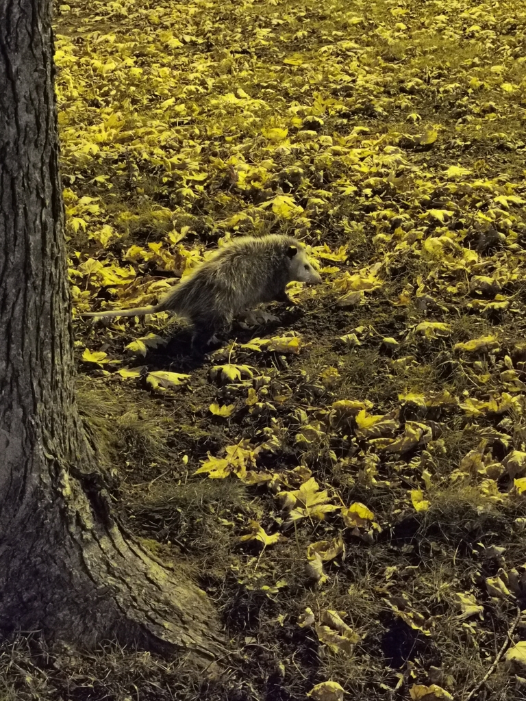 Virginia Opossum from Cégep Marie-Victorin, Montréal, QC H1G 2J7 ...