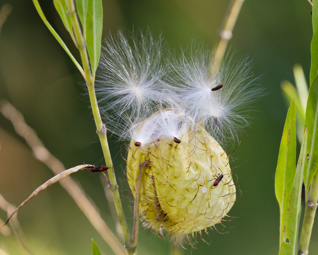 Narrow-leaf Cotton Bush from Noosa on February 6, 2024 at 04:13 PM by ...