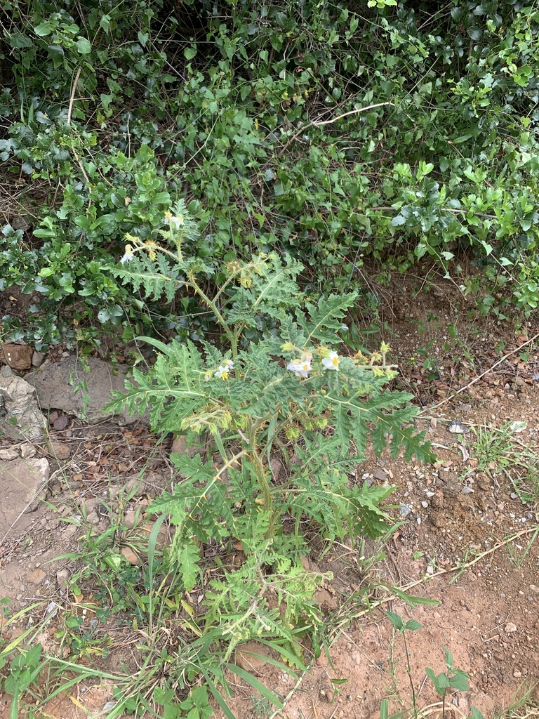 Red Buffalo-bur from Makhanda, EC, ZA on February 9, 2024 at 09:21 AM ...