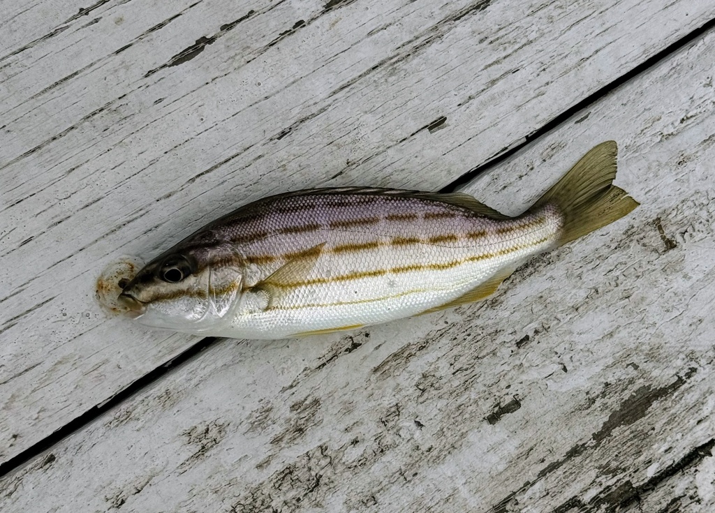 Eastern Striped Grunter from Thora St, Sussex Inlet, NSW, AU on ...