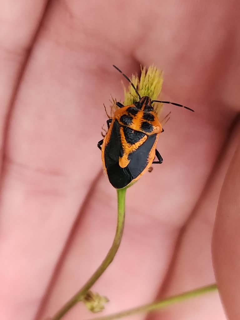 Horehound Bug from Maddens Plains NSW 2508, Australia on February 9 ...
