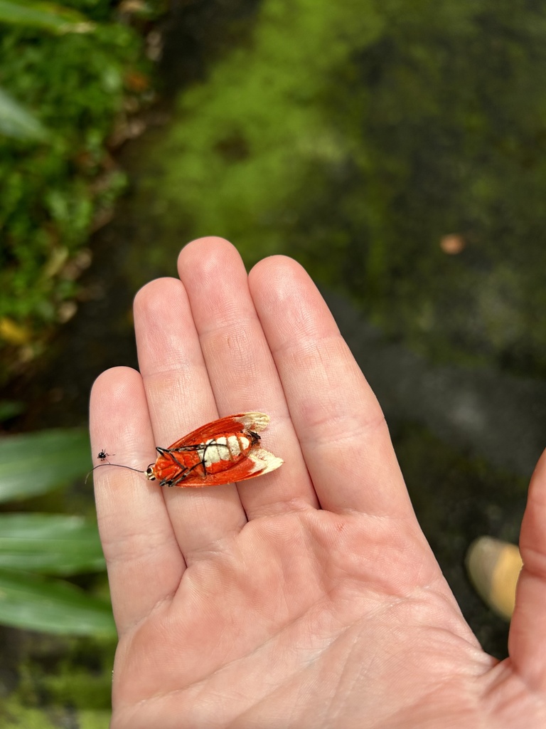 Butterflies and Moths from Fig Trees Walking Tk, Kenilworth, QLD, AU on ...
