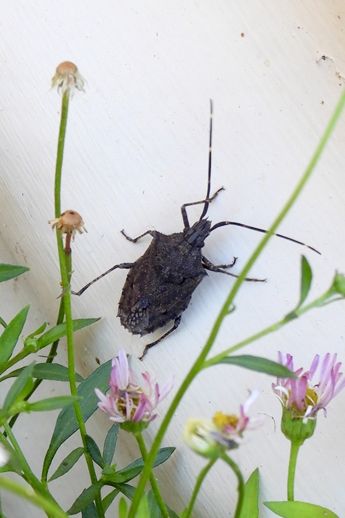 Alcaeus varicornis from Nildottie SA 5238, Australia on February 8 ...