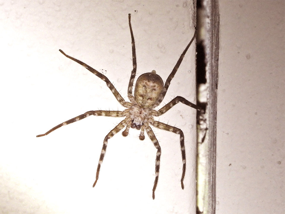 wall crab spiders from Rooi-Els, 7196, South Africa on February 8, 2024 ...