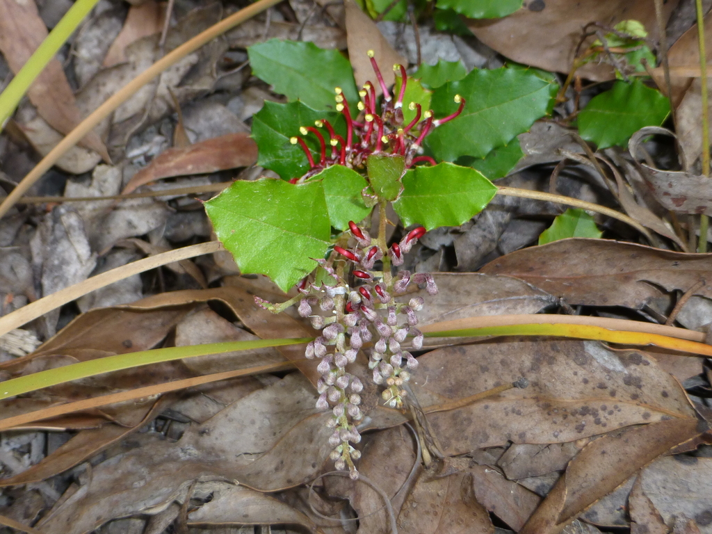 Grevillea repens from Joshua Rd, Chum Creek VIC 3777, Australia on ...