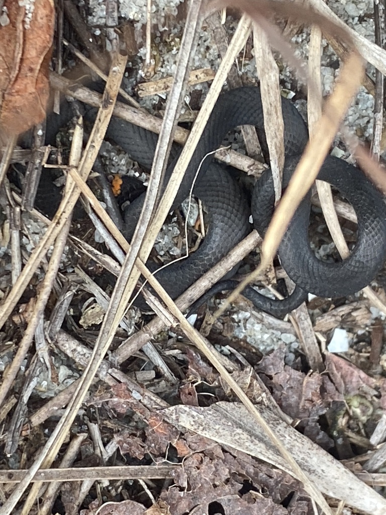 ring-necked snake from Okeeheelee Park, West Palm Beach, FL, US on ...