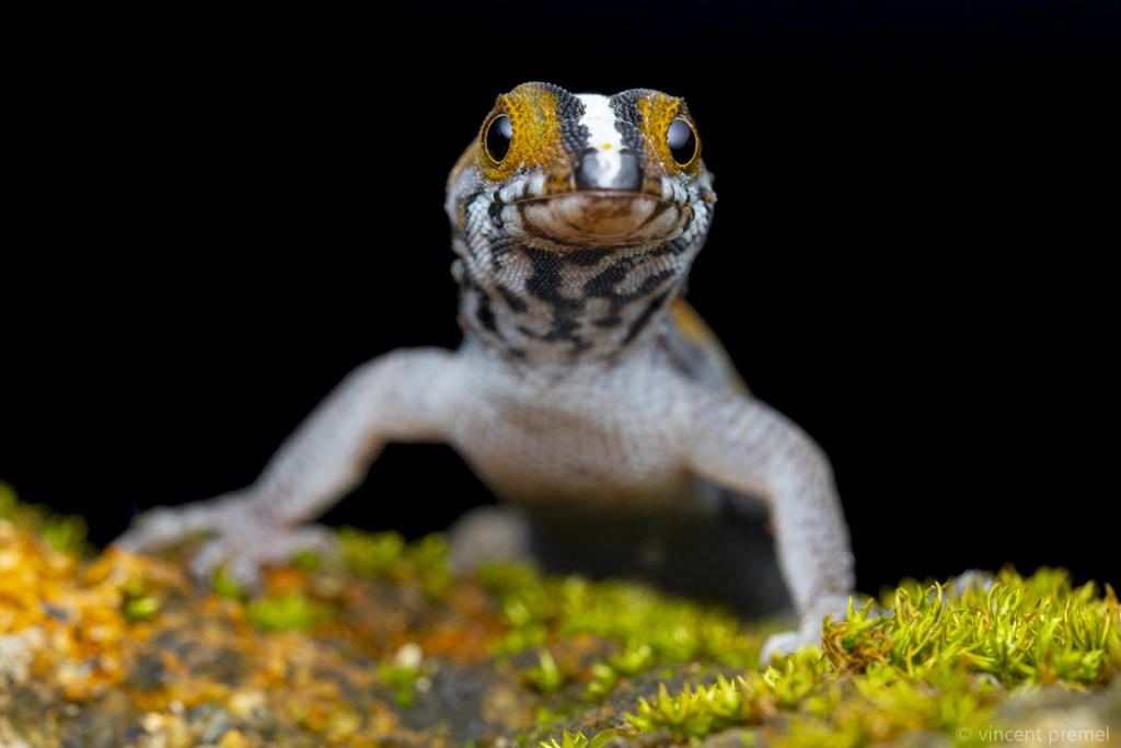 Wiegmann's Striped Gecko from Remire-Montjoly 97354, French Guiana on ...