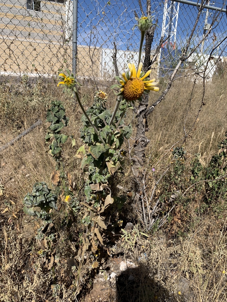tree marigold from Calle Fresnillo S, Fresnillo, Zac., MX on February 8 ...