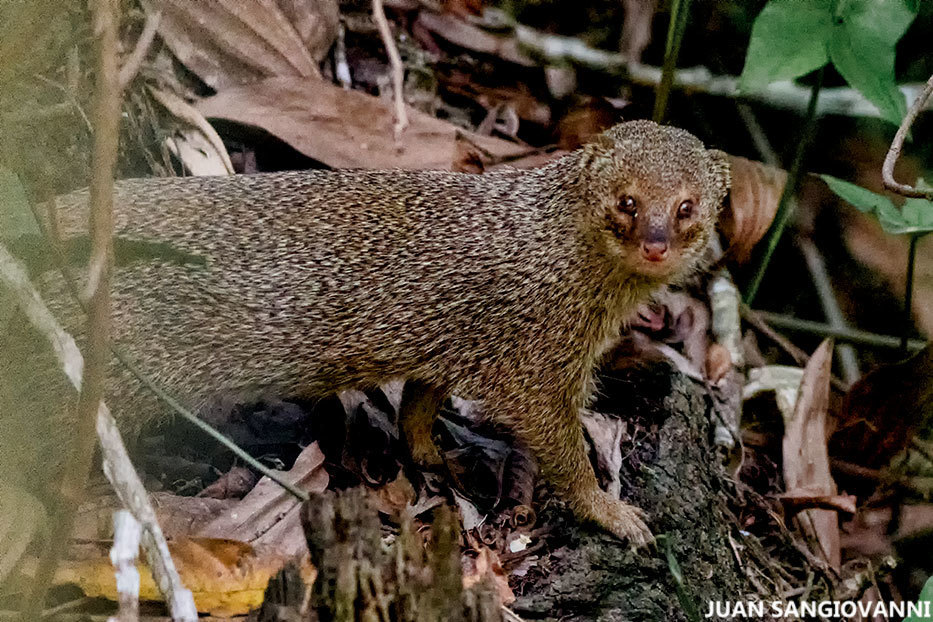 Small Indian Mongoose from Hatillo, Maimón 43000, República Dominicana ...