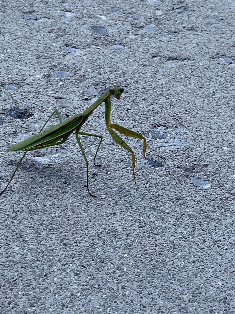 Chinese Mantis from Gaines Rd, Knoxville, TN, US on January 3, 2024 at ...