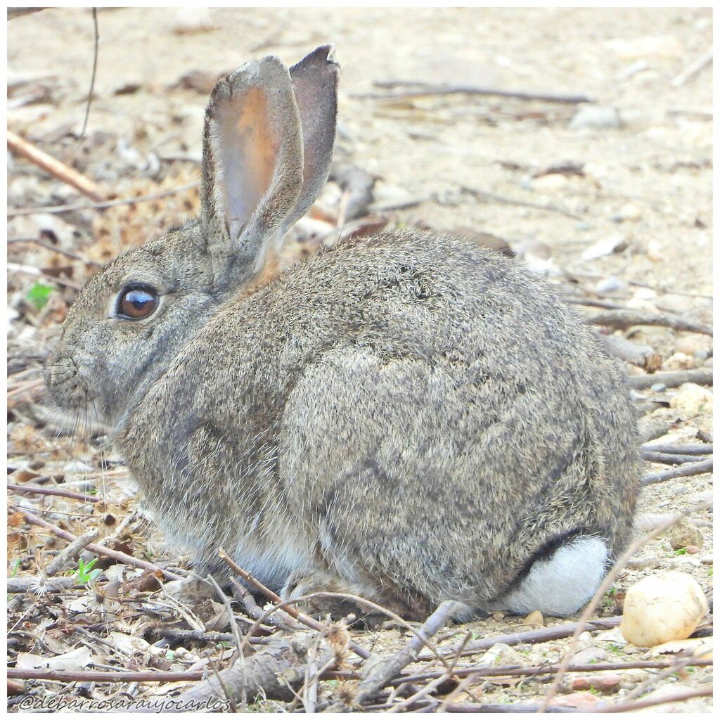European Rabbit in February 2024 by Carlos De Barros Araujo · iNaturalist