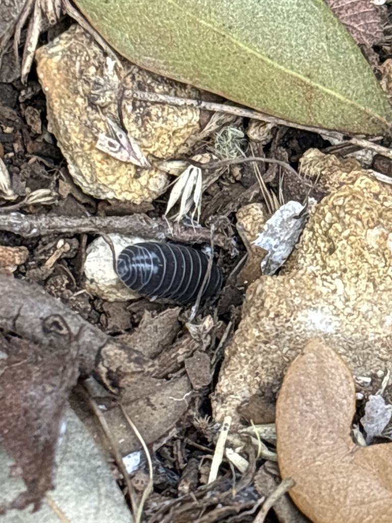 Common Pill Woodlouse from Ranch Road 12, Dripping Springs, TX, US on ...
