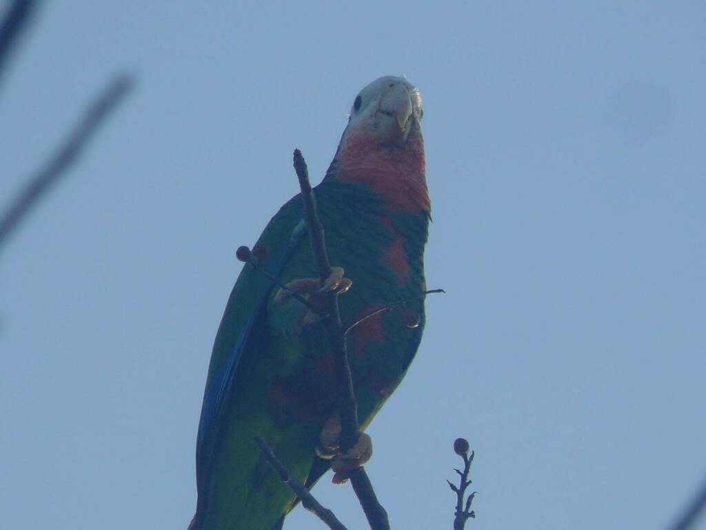 Bahama Parrot in February 2021 by dyl_mil. Beautiful Bahama Parrot ...