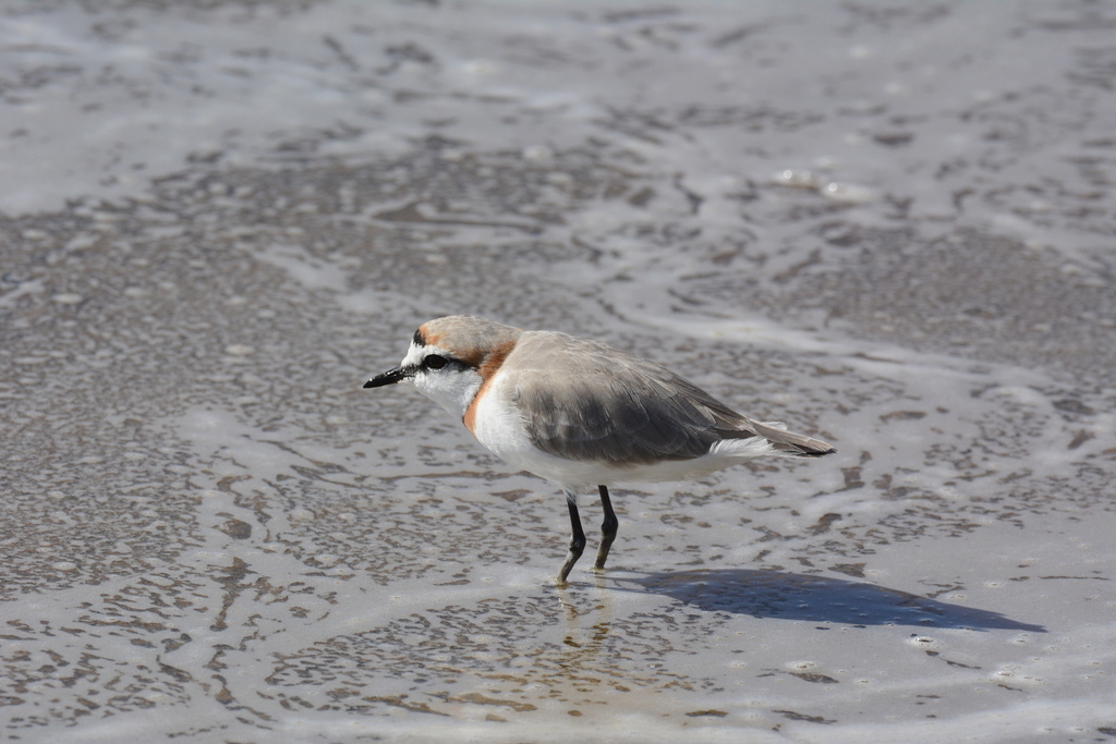 Chestnut-banded Plover from West Coast District Municipality, South ...