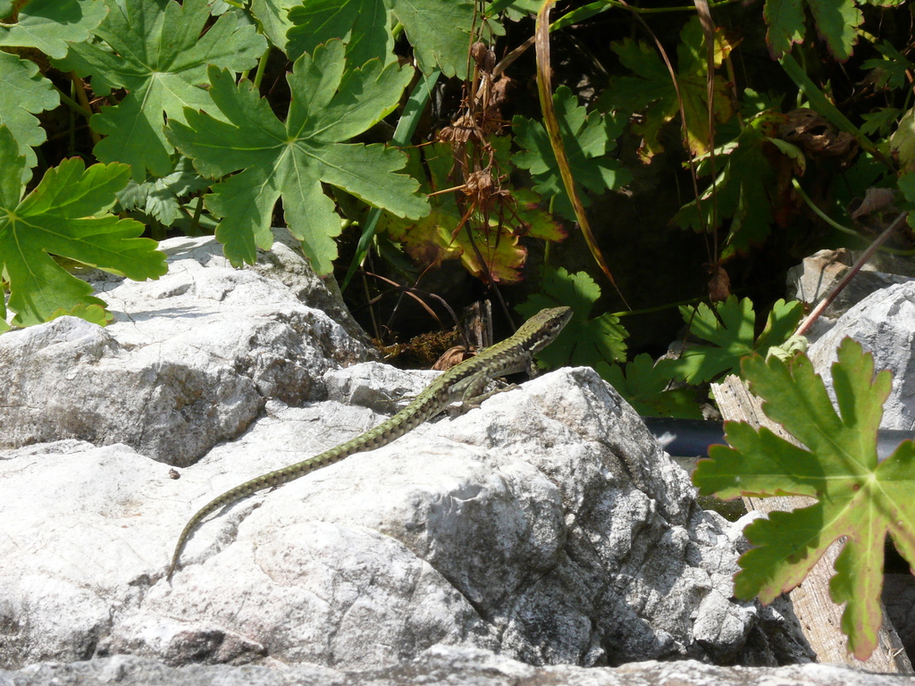 Common Wall Lizard from Central Macedonia, Greece on August 1, 2008 at ...