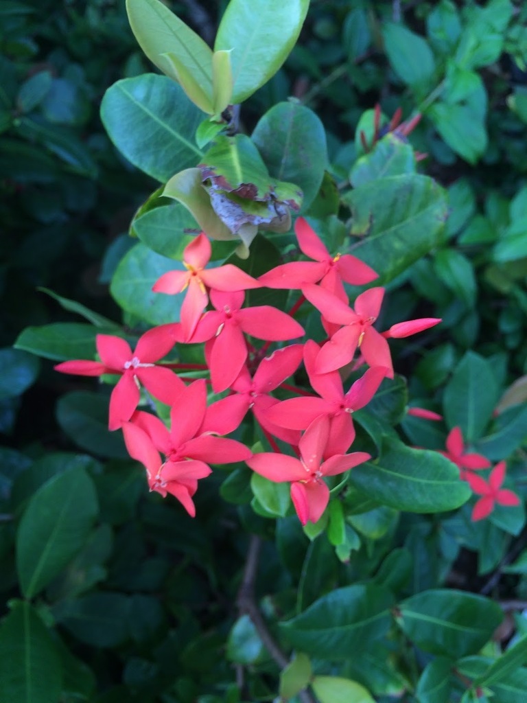 Jungle flame from Rama Cay, Nicaragua on March 18, 2016 at 12:28 PM by ...