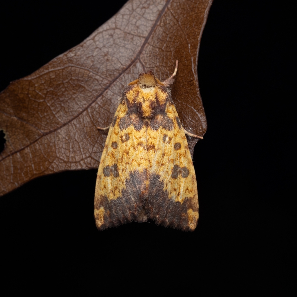 Golden Borer Moth in September 2023 by Ken Bluma · iNaturalist