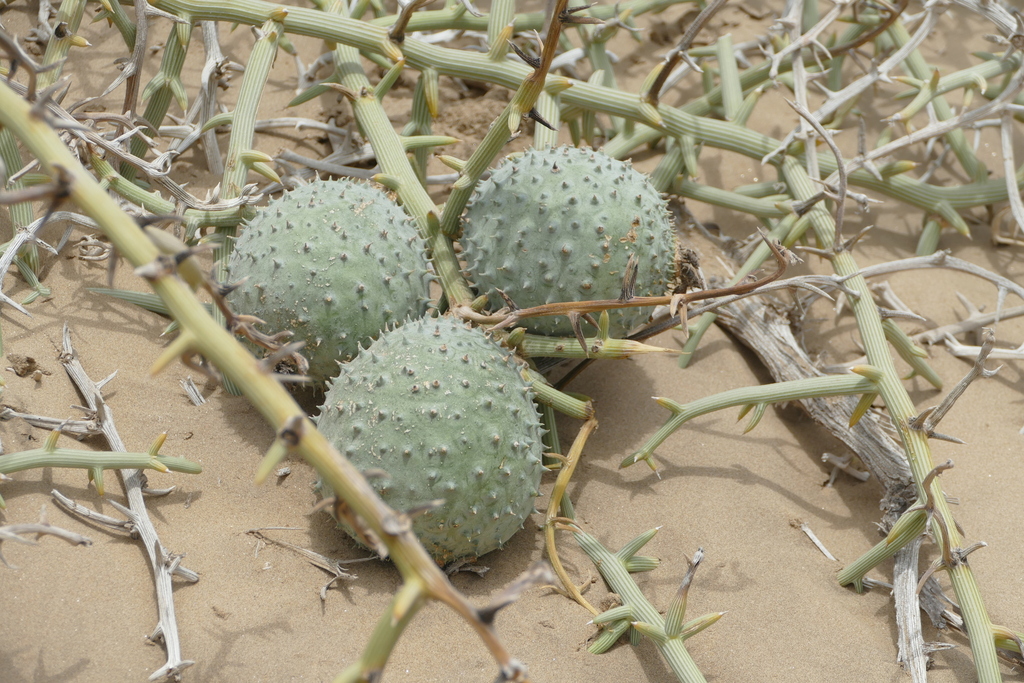 nara melon from Erongo, Namibie on November 3, 2023 at 01:15 PM by Amande Mejan · iNaturalist