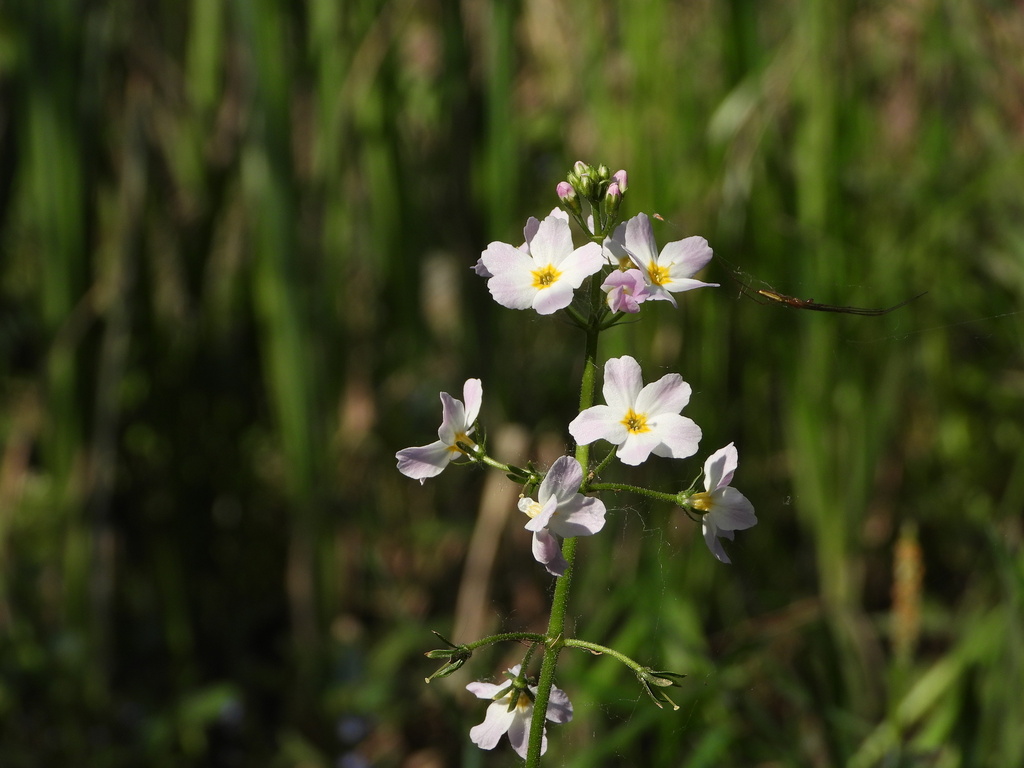 Water Violet from Srch, Česko on May 27, 2023 at 05:13 PM by Antonín ...