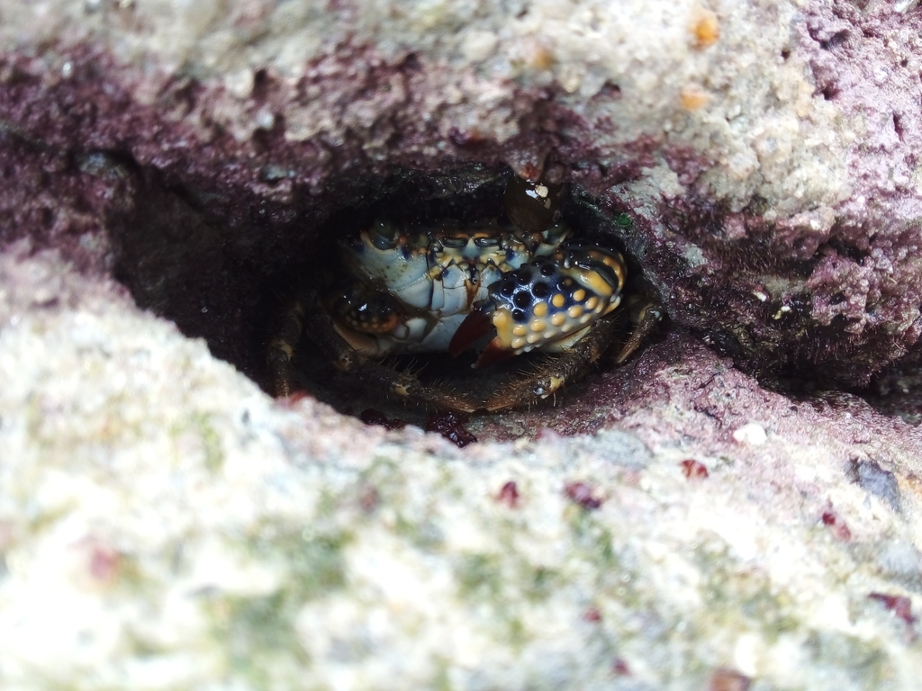 Redfinger Rubble Crab from Praia do Pacheco on June 17, 2023 by Debora ...