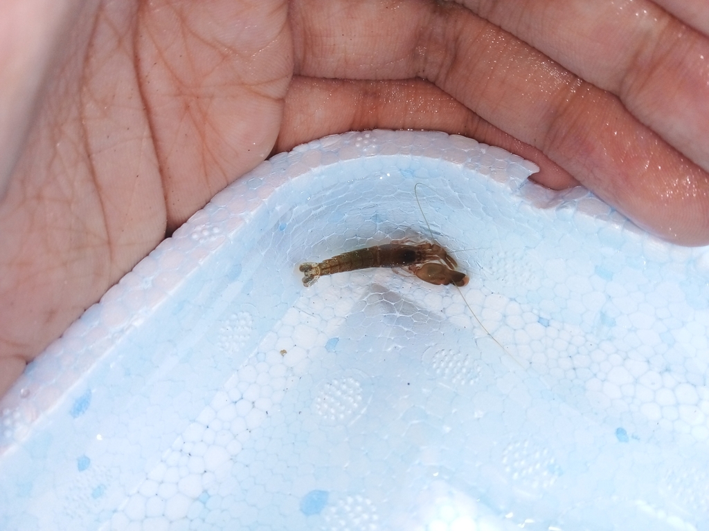Snapping Shrimps from Pacheco, Caucaia - CE, Brasil on June 17, 2023 at ...