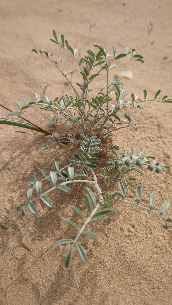 milkvetches from Riverside County, CA, USA on February 9, 2024 at 12:45 ...