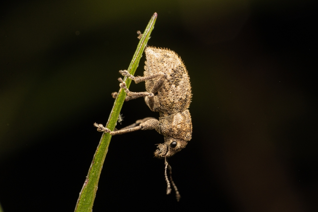 Pantomorus postfasciatus from Marcos Paz, Provincia de Buenos Aires ...