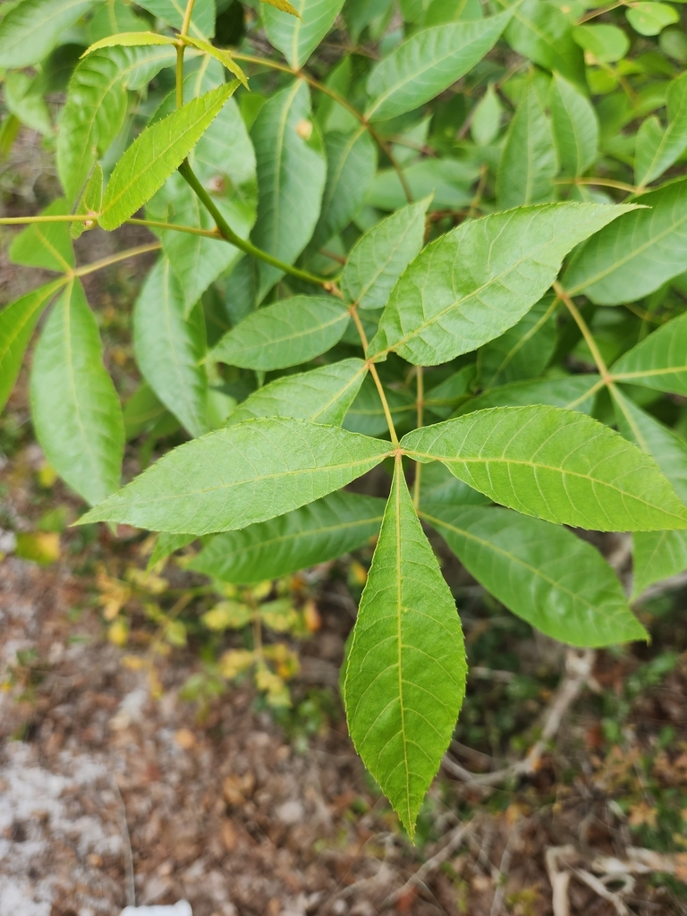 Scrub Hickory from Fort Pierce, FL 34982, USA on February 9, 2024 at 04 ...