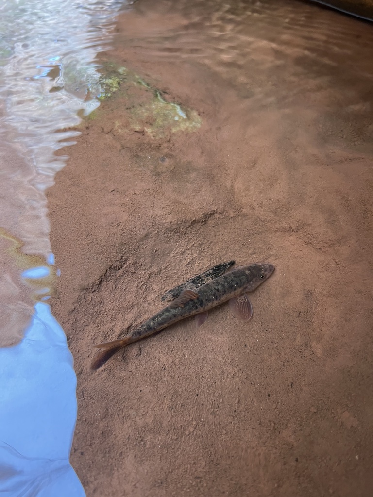 Speckled Dace from Bright Angel Creek, Grand Canyon, AZ, US on January ...