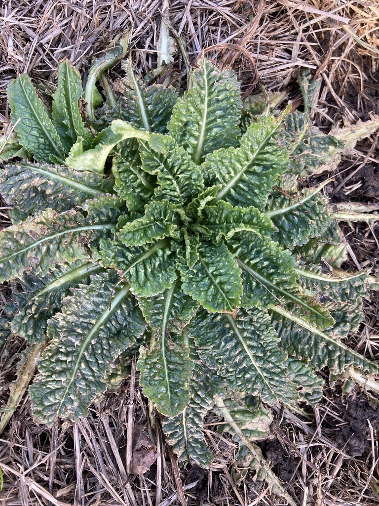 wild teasel from Fourth Ave, Ferndale, WA, US on February 9, 2024 at 02 ...
