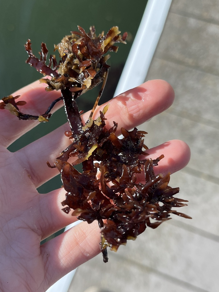 Prionitis lanceolata from Santa Cruz Small Craft Harbor, Santa Cruz, CA ...