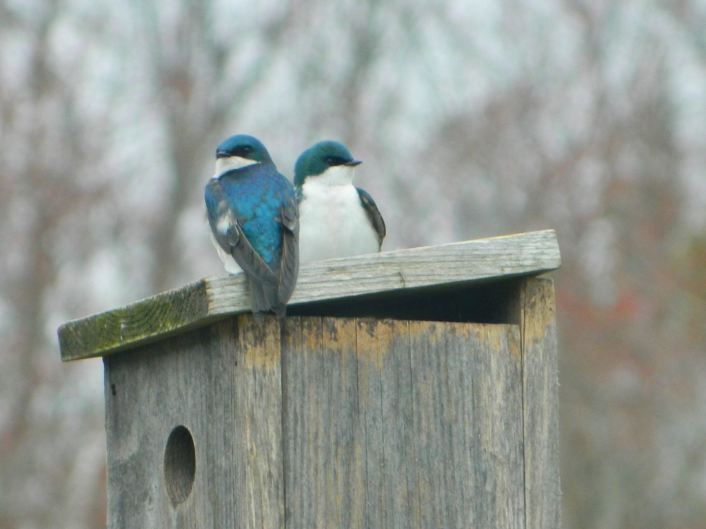 Tree Swallow from Main St, Biddeford, ME, US on April 21, 2019 at 09:30 ...